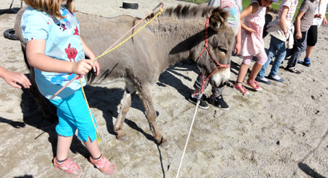 Kurse im natürlichen Horsemanship mit Eseln bei der Asinella Eselfarm