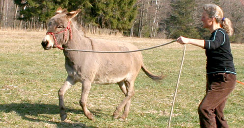 Kurse im natürlichen Horsemanship mit Eseln bei der Asinella Eselfarm